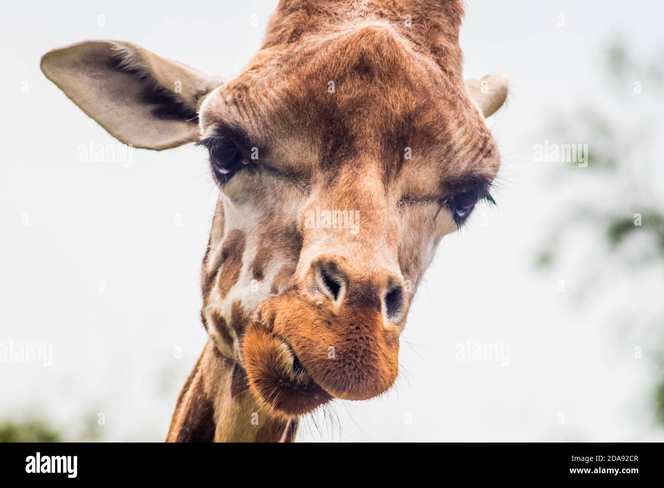 Giraffe Face Close Up Giraffe Looks At Camera And Shakes Head Out Of