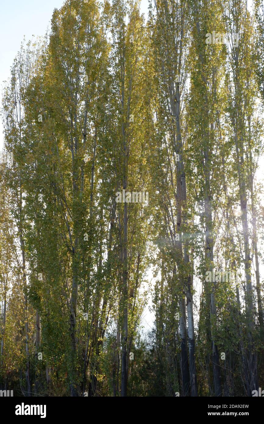Tall poplar tree hi-res stock photography and images - Alamy