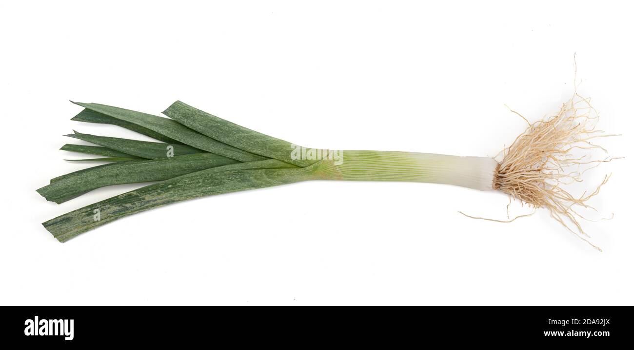 Raw leek with its green leaves on a white background Stock Photo - Alamy