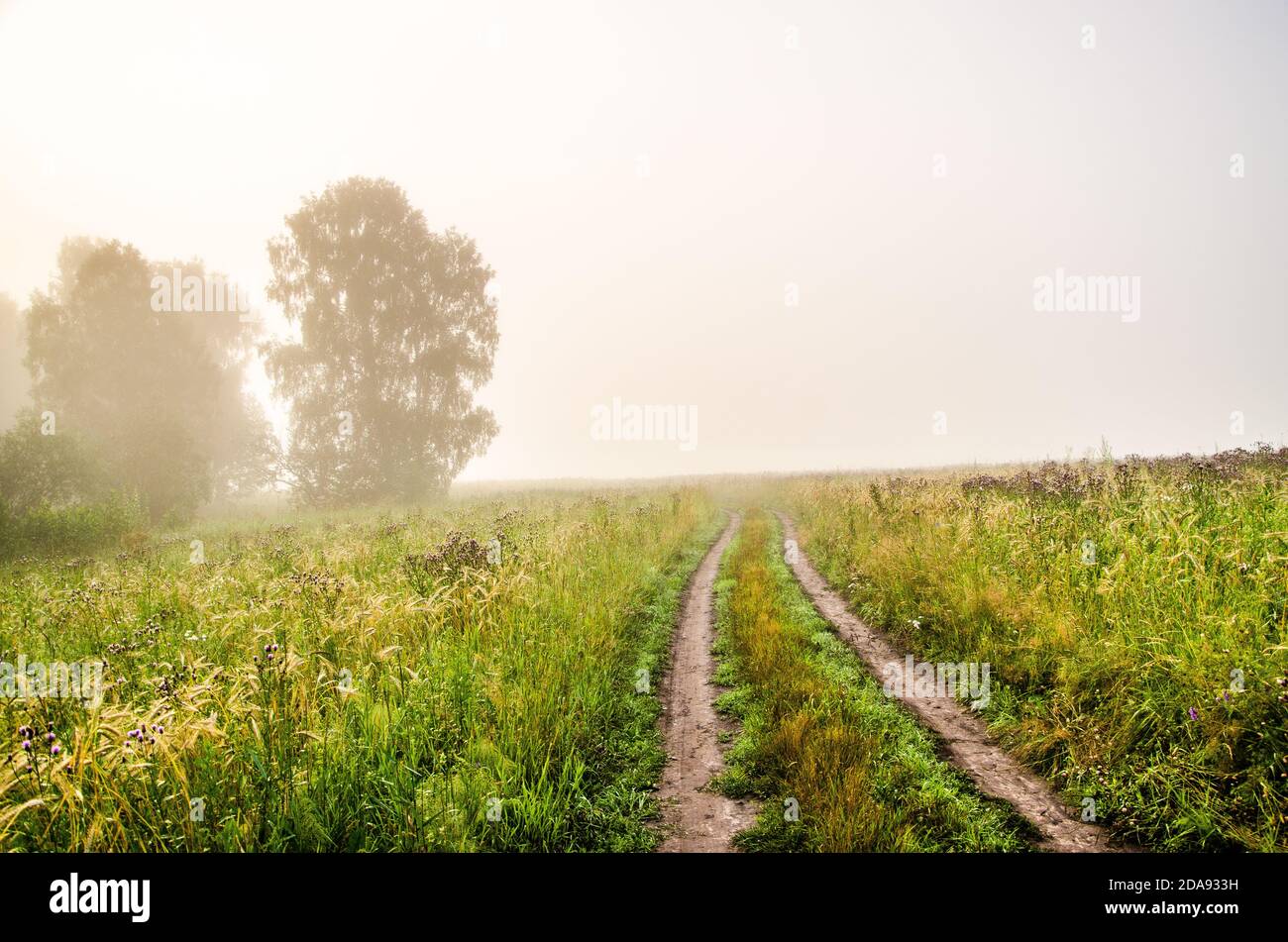 forest hiding in the fog. forest path Stock Photo - Alamy