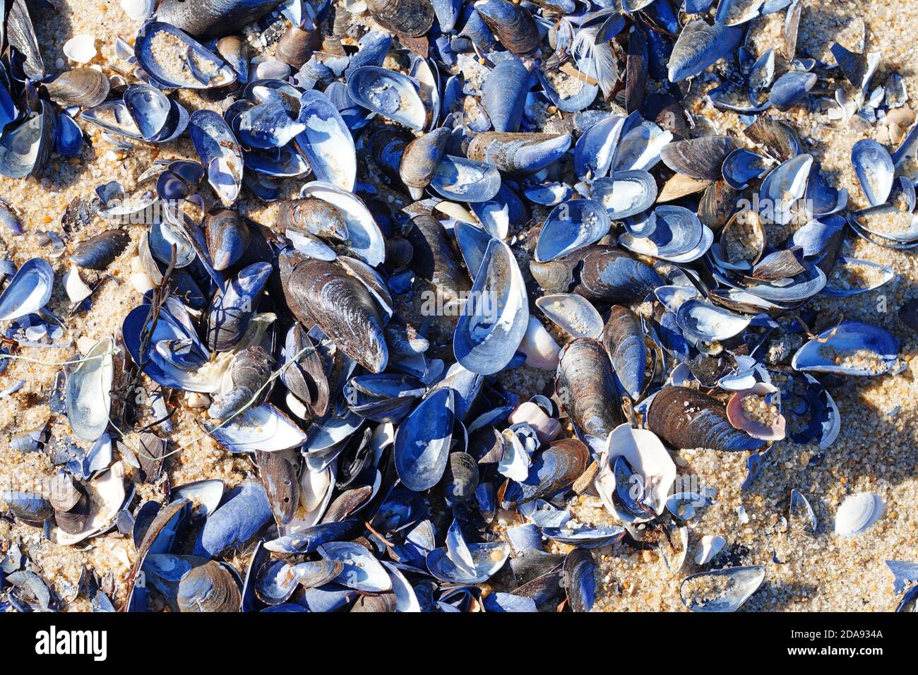 Purple mussels shells on the beach on the New Jersey shore Stock Photo ...