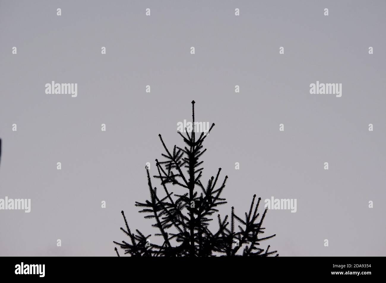 Pine Tree Top Monochrome Stock Photo - Alamy