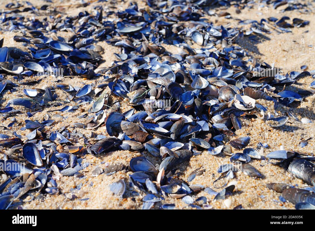 Purple mussels shells on the beach on the New Jersey shore Stock Photo ...