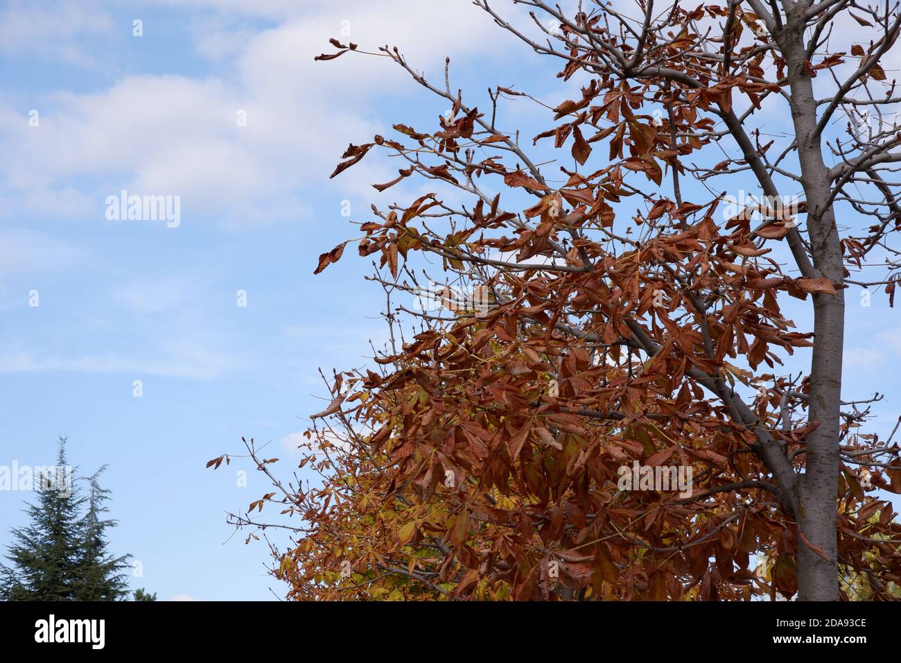 Garden autumn leave maple hi-res stock photography and images - Alamy
