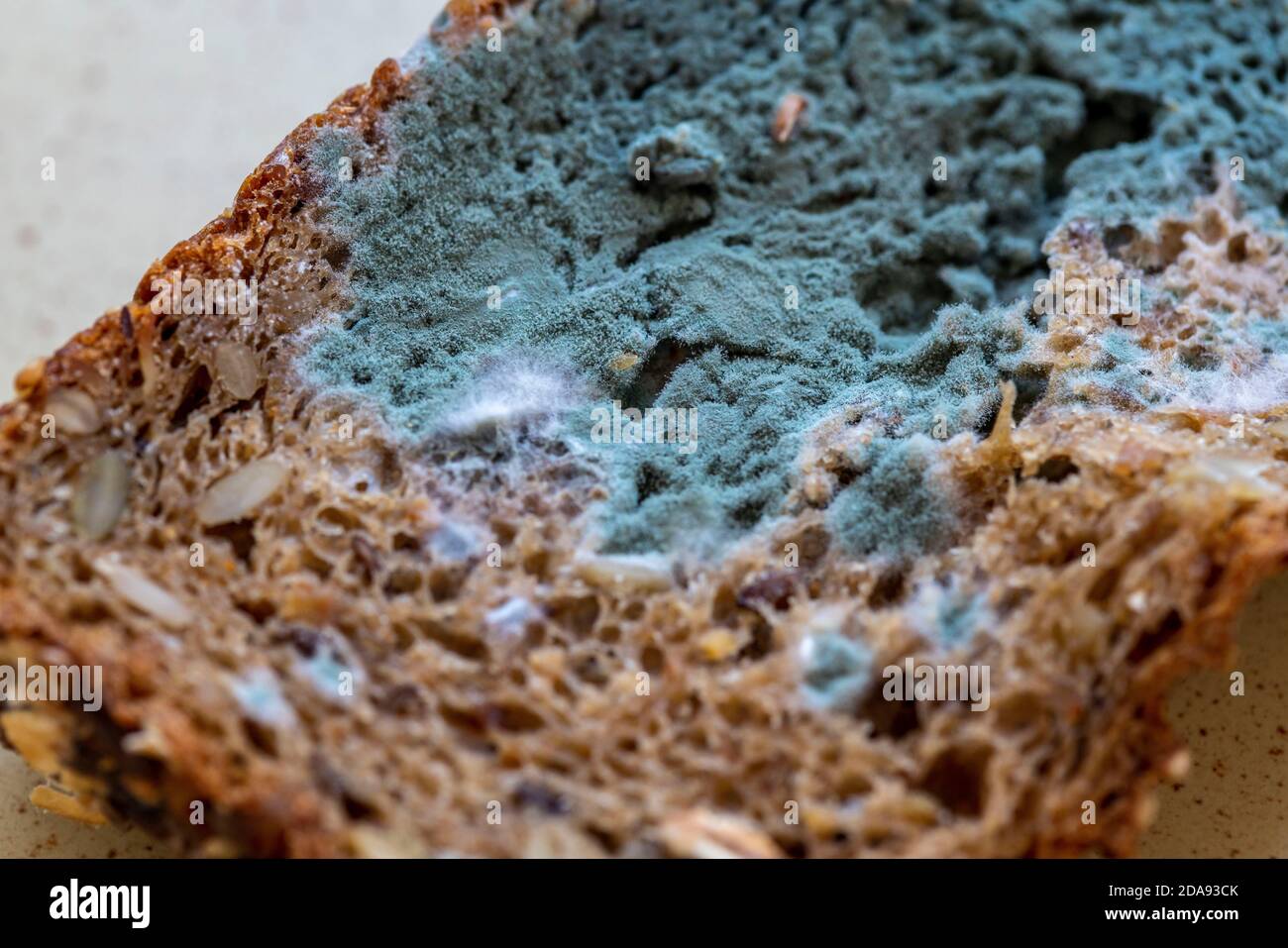 Moldy wholemeal bread, white green bread mould Stock Photo - Alamy