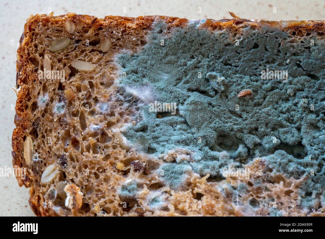 Bread mould High Resolution Stock Photography and Images - Alamy