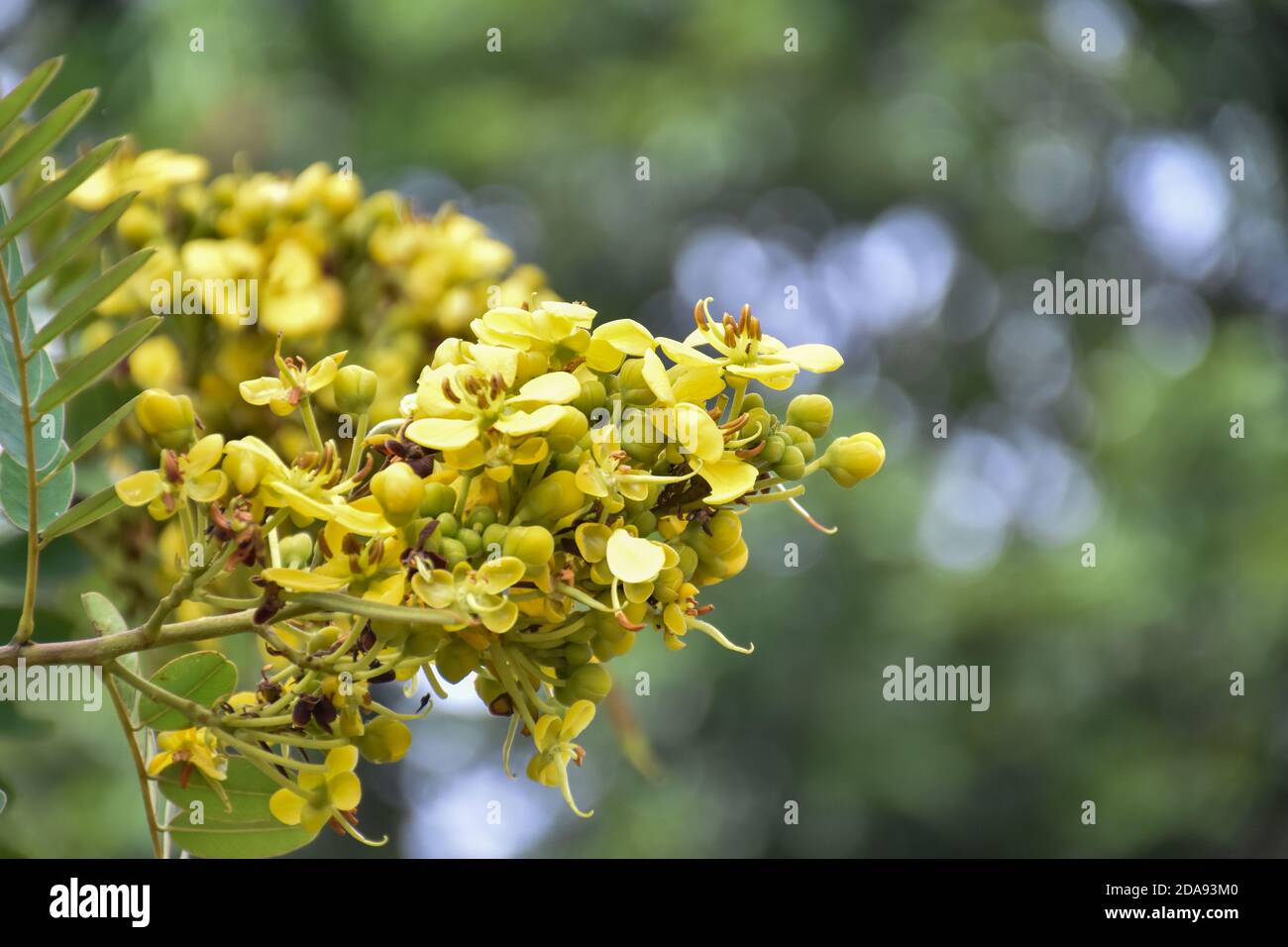 Siamese Senna High Resolution Stock Photography and Images - Alamy