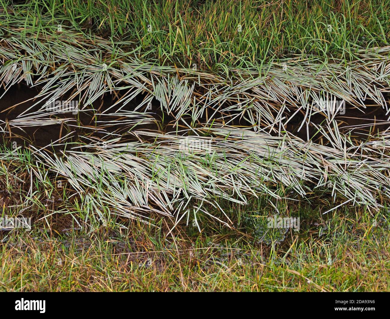 flattened blades of grass on both sides of a watery ditch create a ...