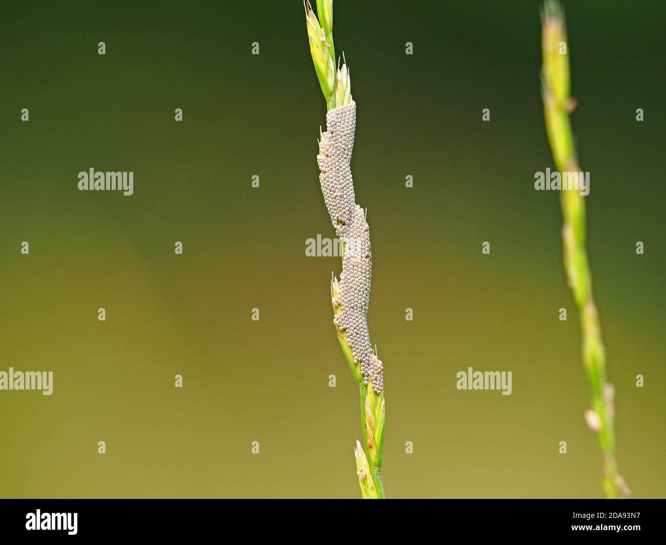 Case moth caterpillar hi-res stock photography and images - Alamy