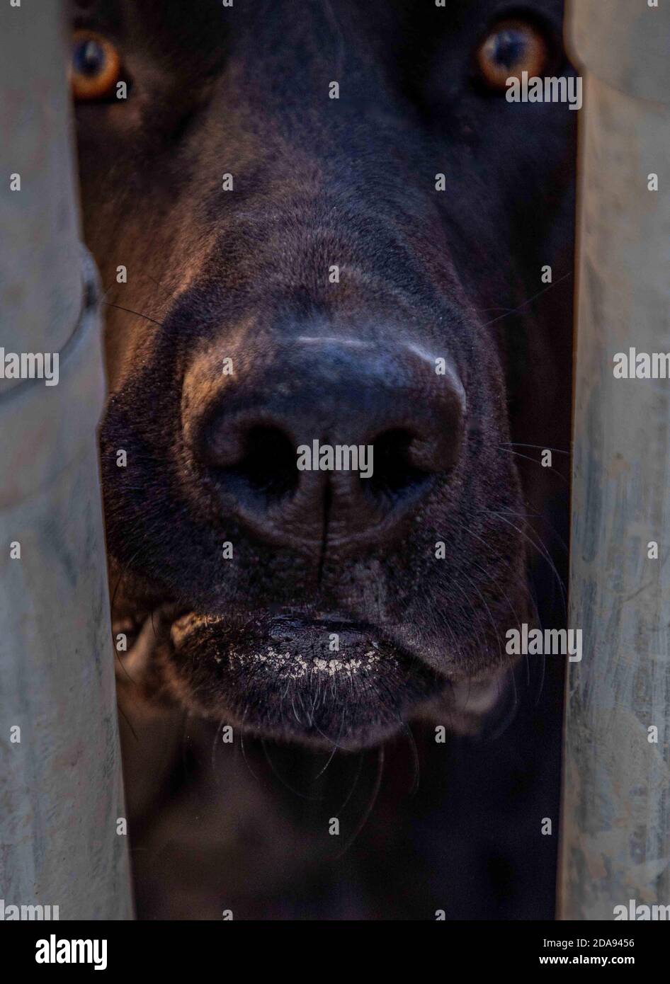 Black Dog Face Stock Photo - Alamy