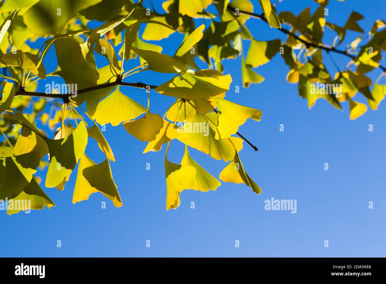 Autumn Gingko Biloba tree leaves, autumn yellow ginkgo leaves and blue ...