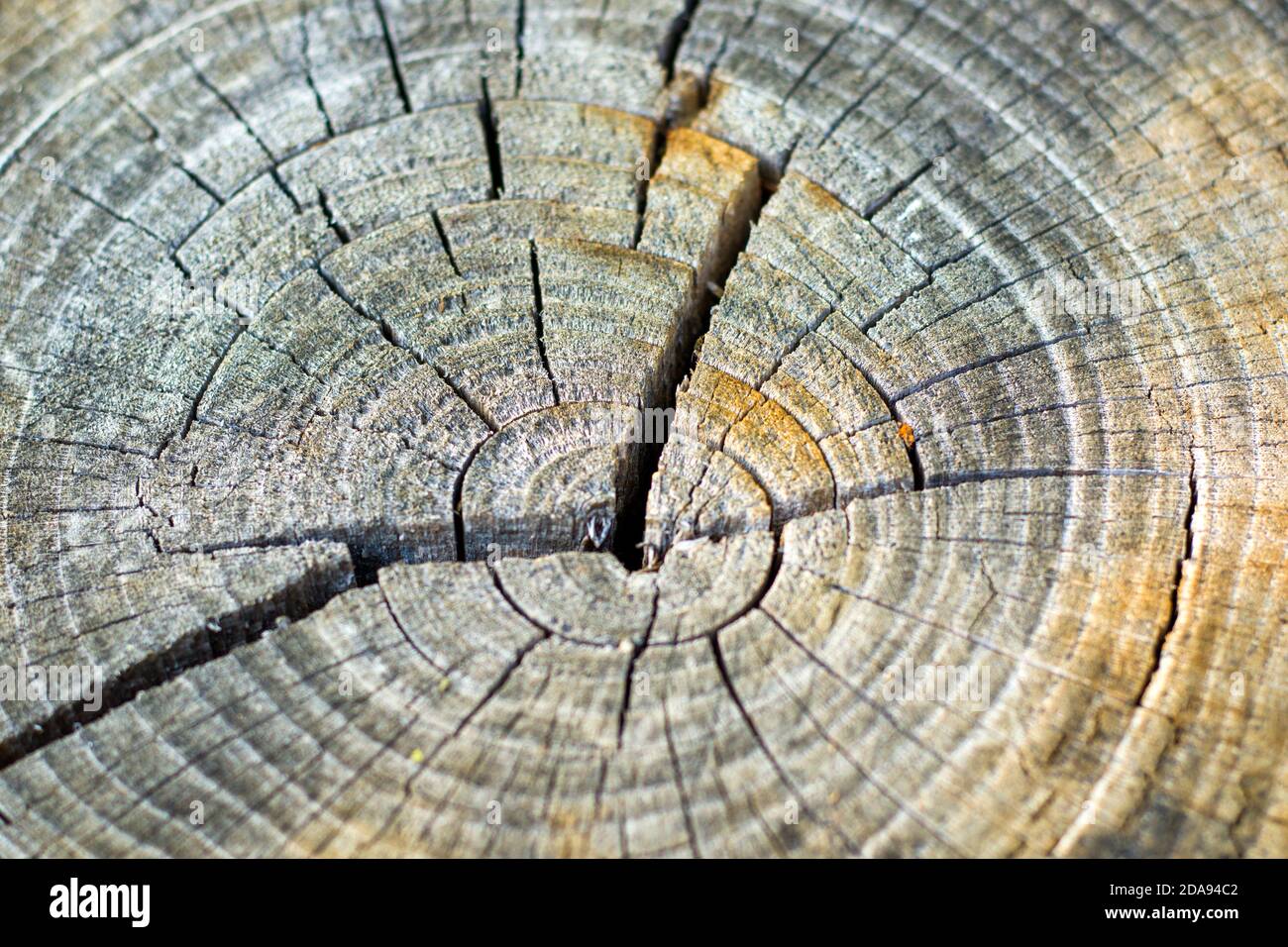 Wooden background, Cut tree pattern. Texture of cut and dry tree. Tree ...