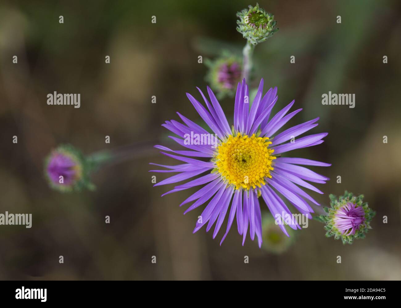 Purple Mountain Flower Stock Photo - Alamy