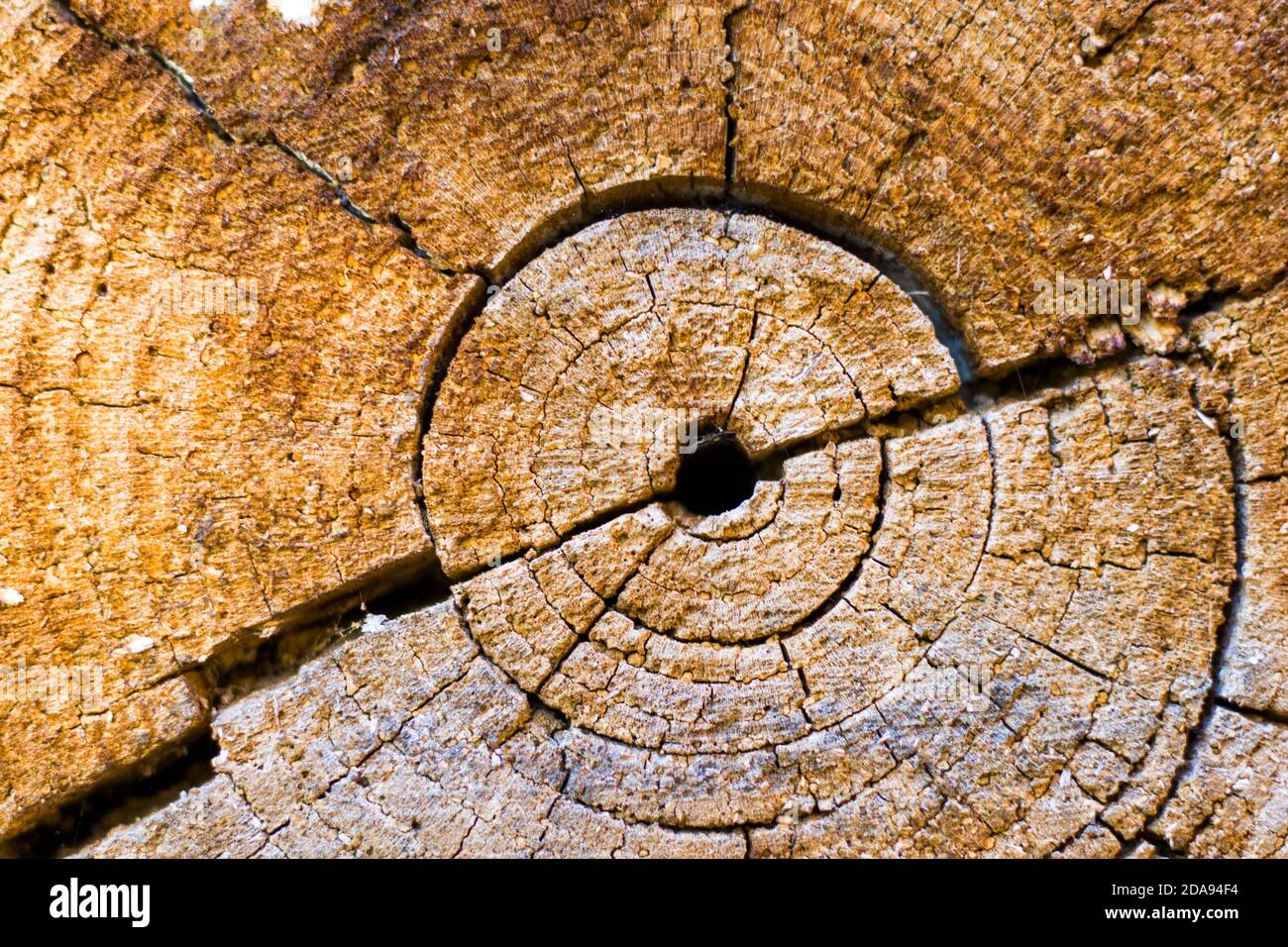 Wooden background, Cut tree pattern. Texture of cut and dry tree. Tree ...