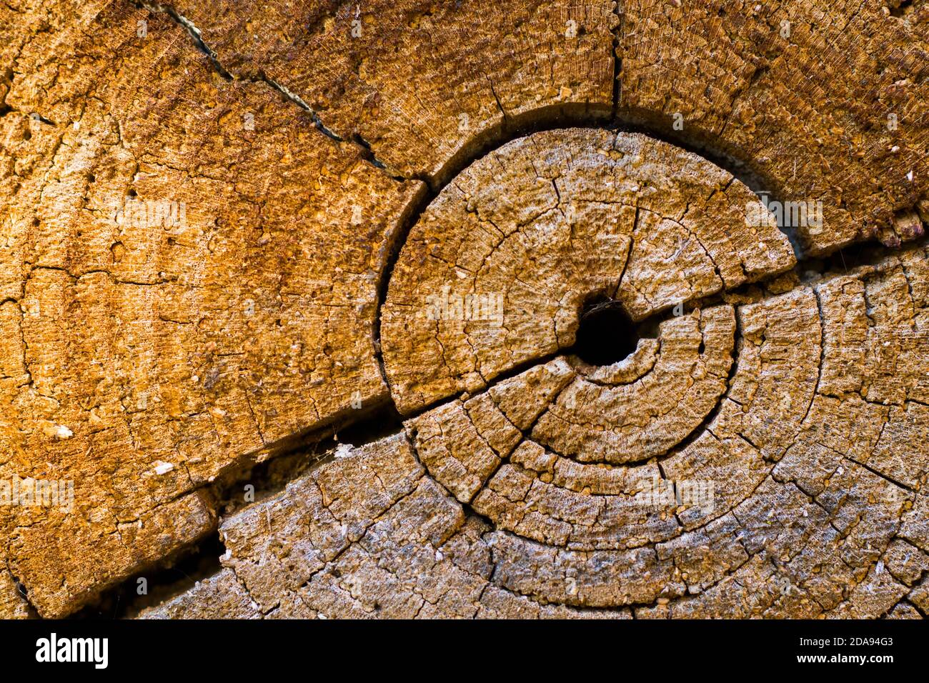 Wooden background, Cut tree pattern. Texture of cut and dry tree. Tree ...