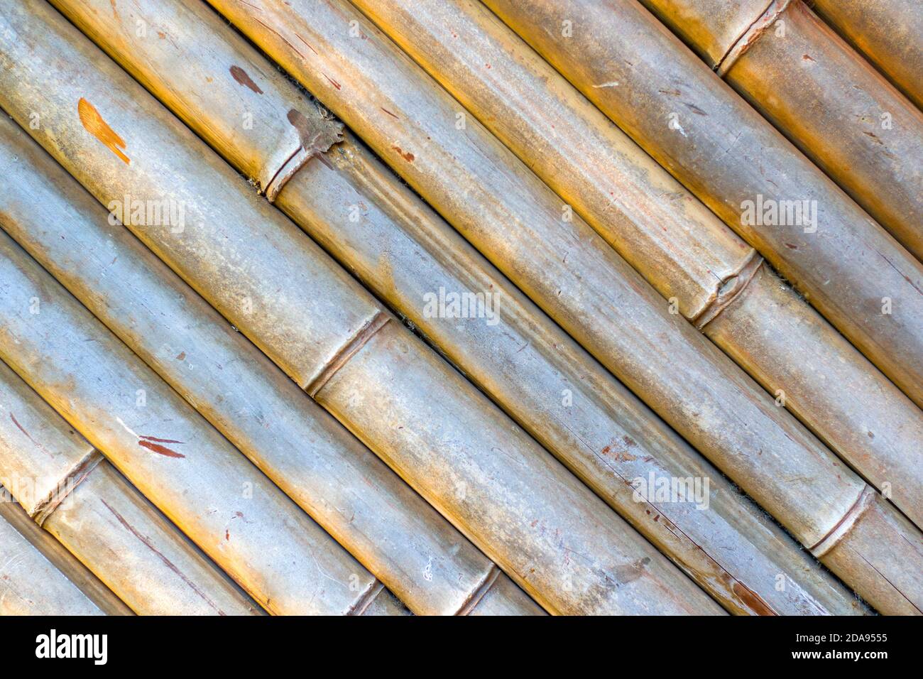 Wallpaper and background of nature, dry bamboo trees in Tbilisi botanic ...