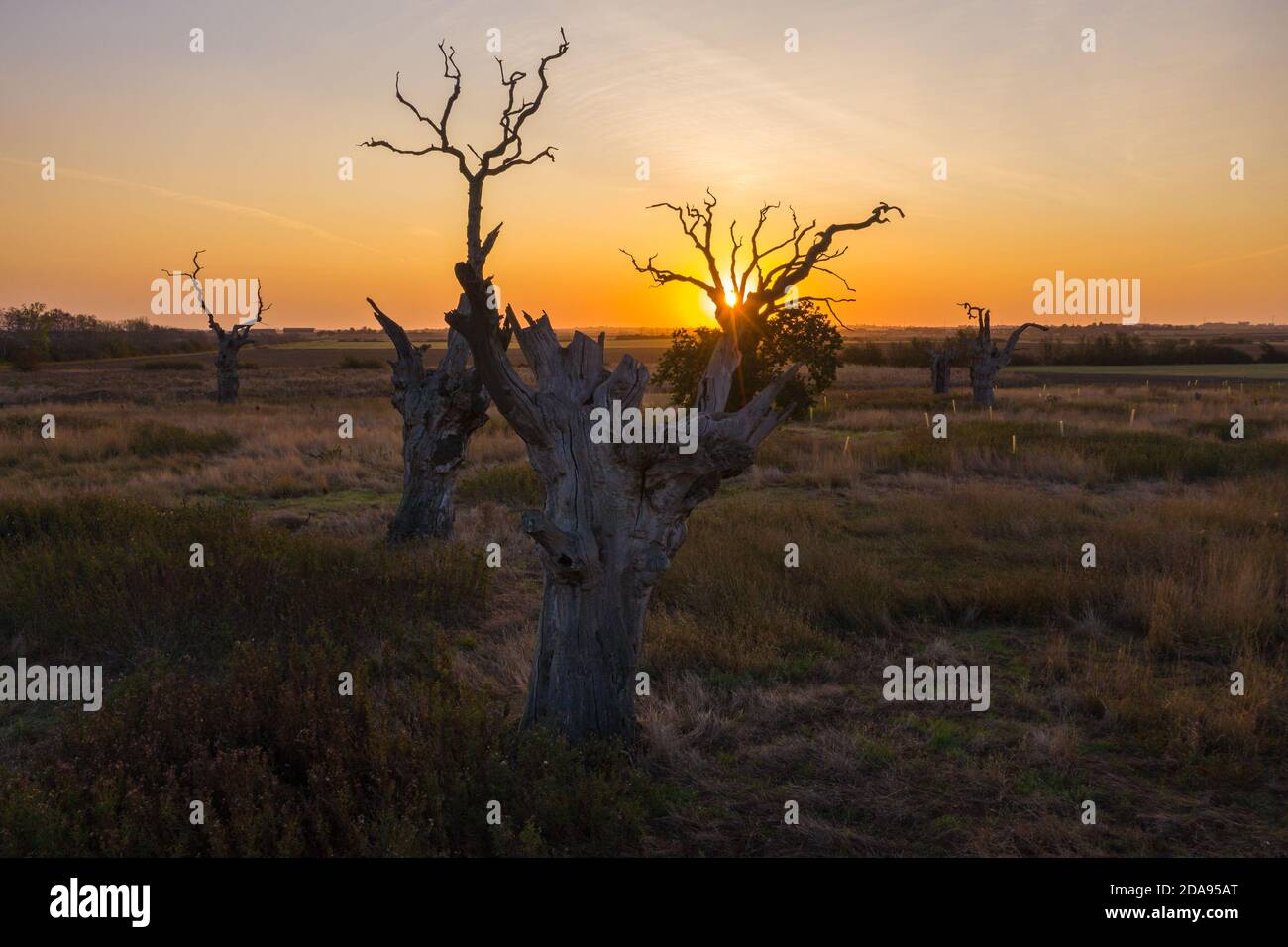 Petrified oak forest hi-res stock photography and images - Alamy