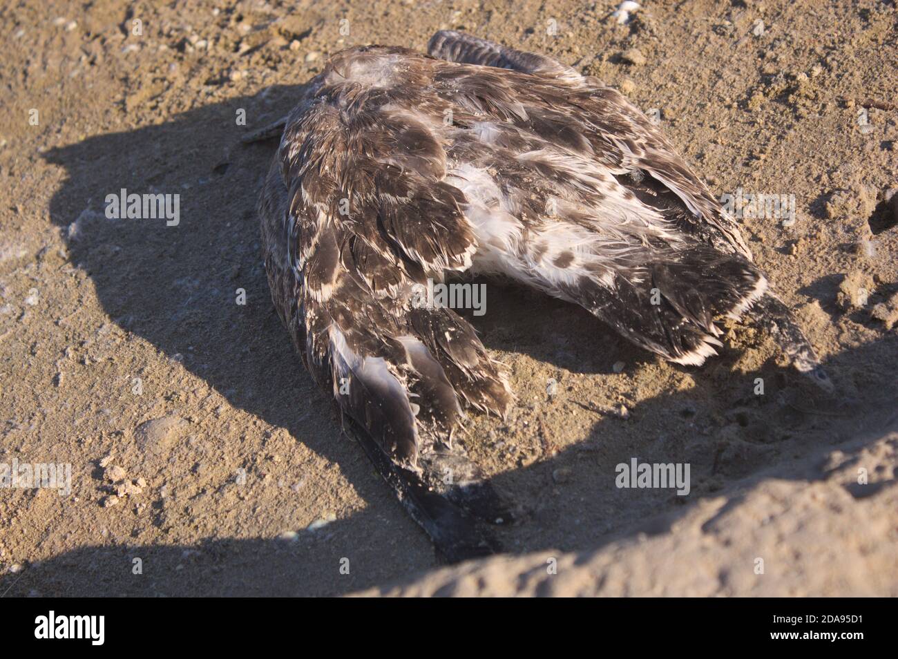 Close-up of a dead yellow-legged gull on the shore of a beach Stock ...