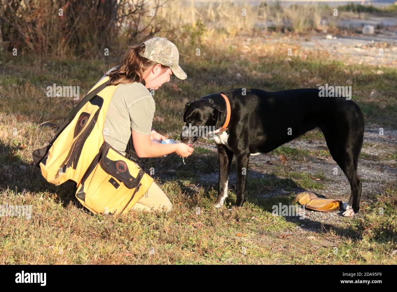 Hawk rabbits hi-res stock photography and images - Alamy