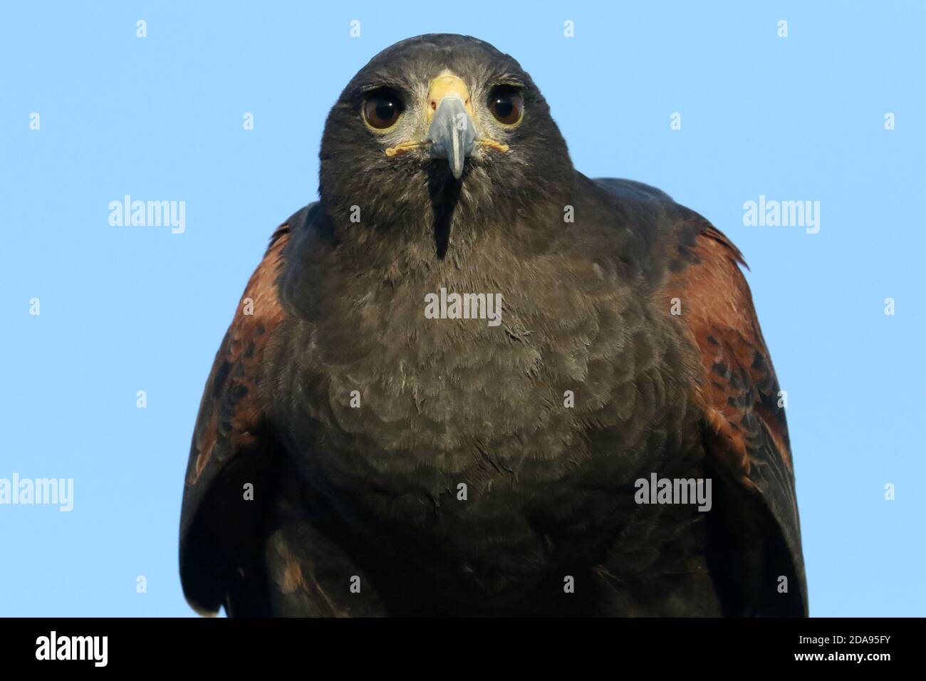 Harris Hawk used in Falconry Rabbit hunt Stock Photo - Alamy