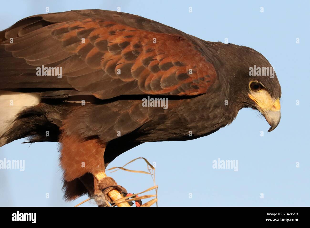 Harris Hawk used in Falconry Rabbit hunt Stock Photo - Alamy