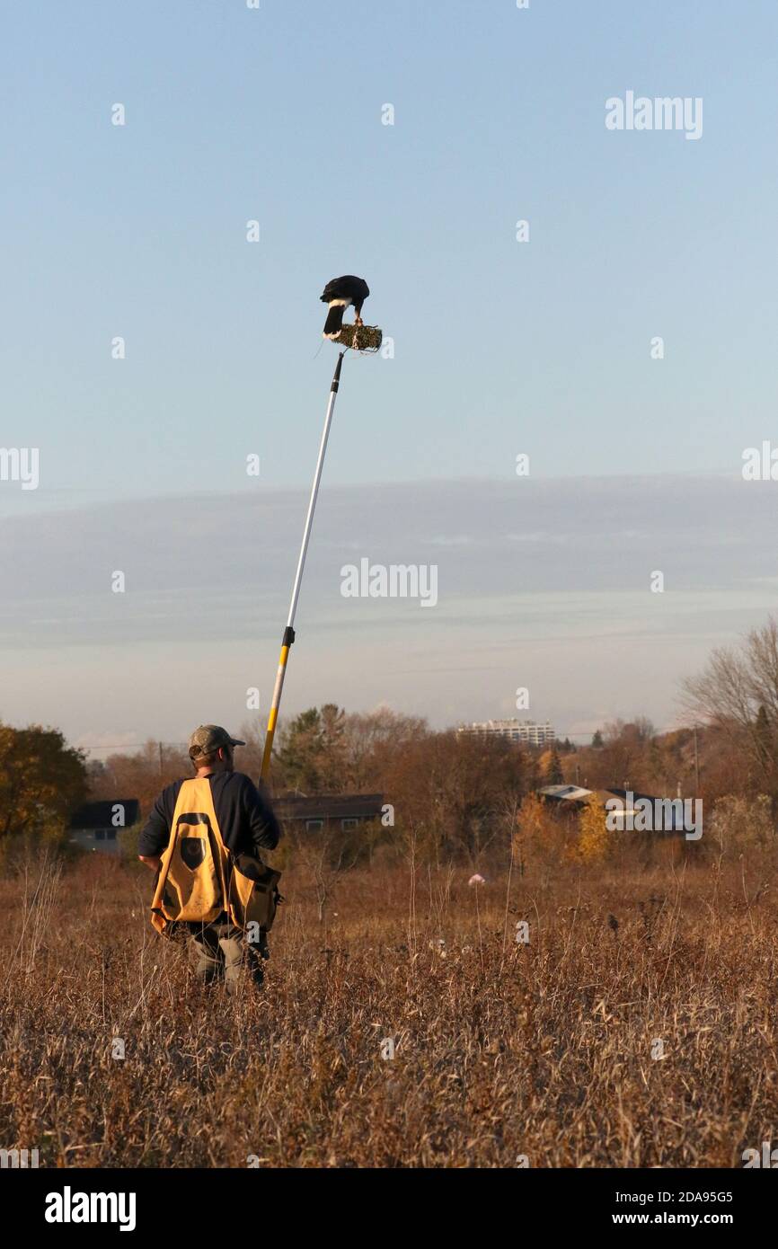 Harris Hawk used in Falconry Rabbit hunt Stock Photo - Alamy