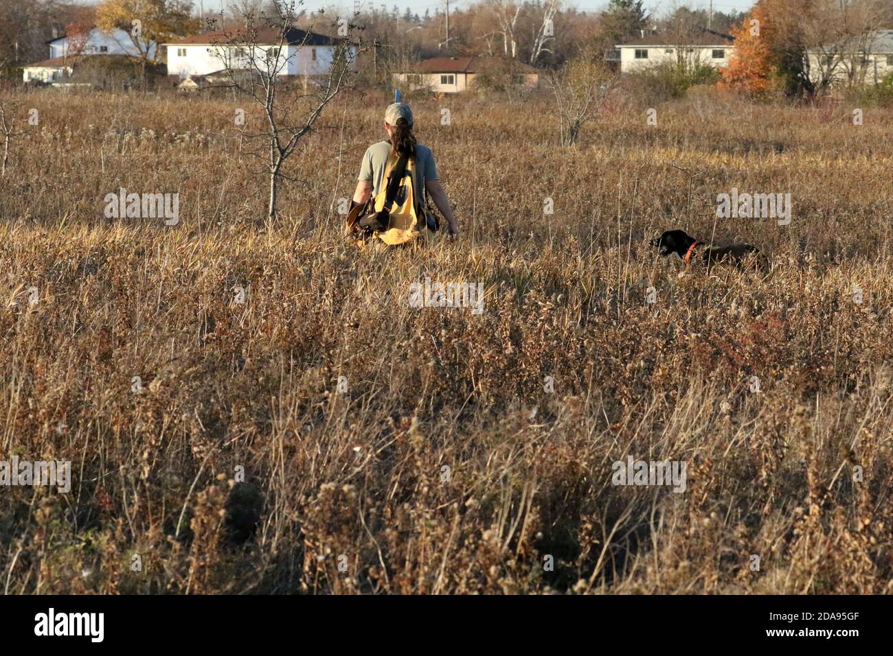 Harris Hawk used in Falconry Rabbit hunt Stock Photo - Alamy