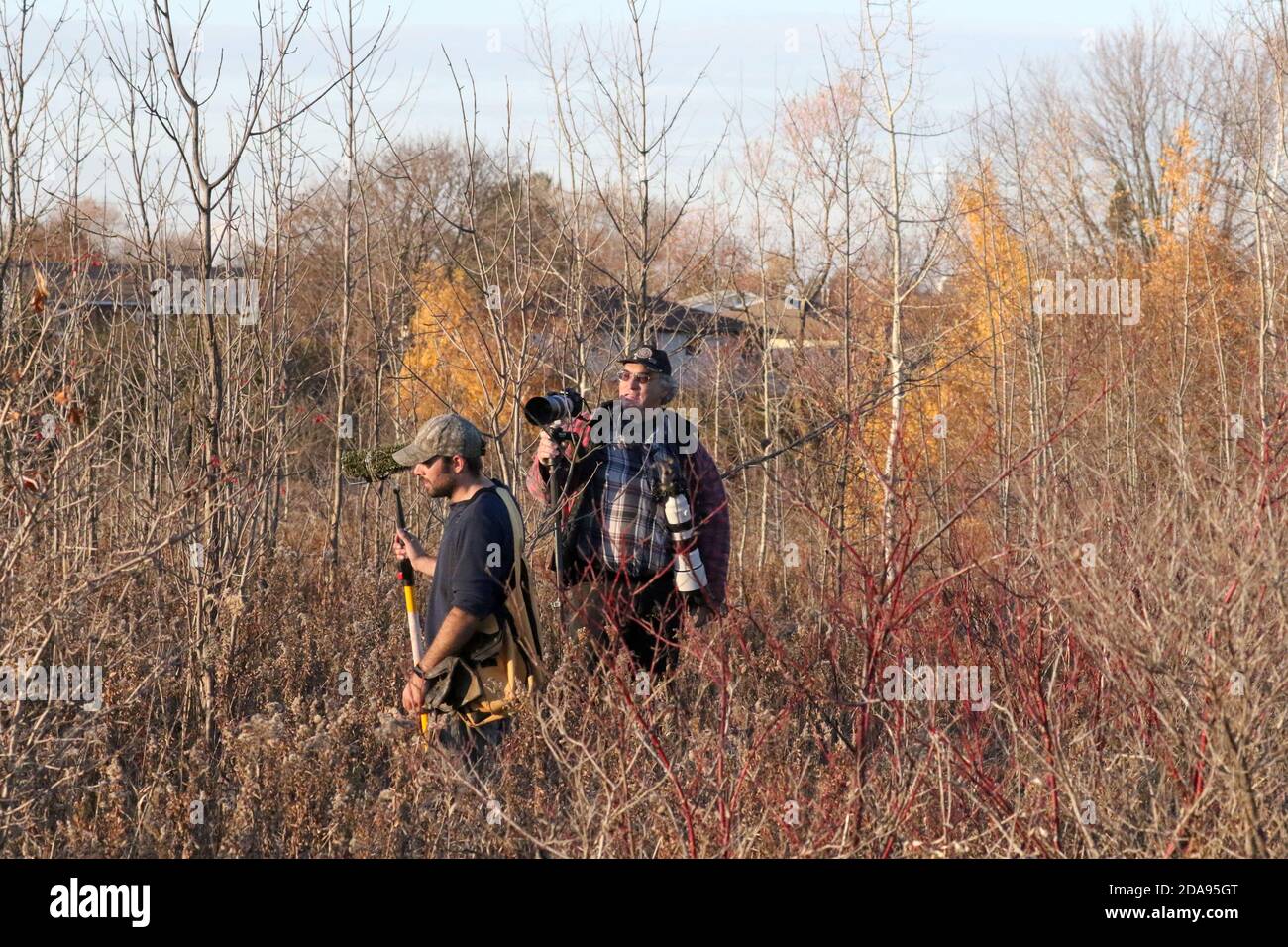 Harris Hawk used in Falconry Rabbit hunt Stock Photo - Alamy