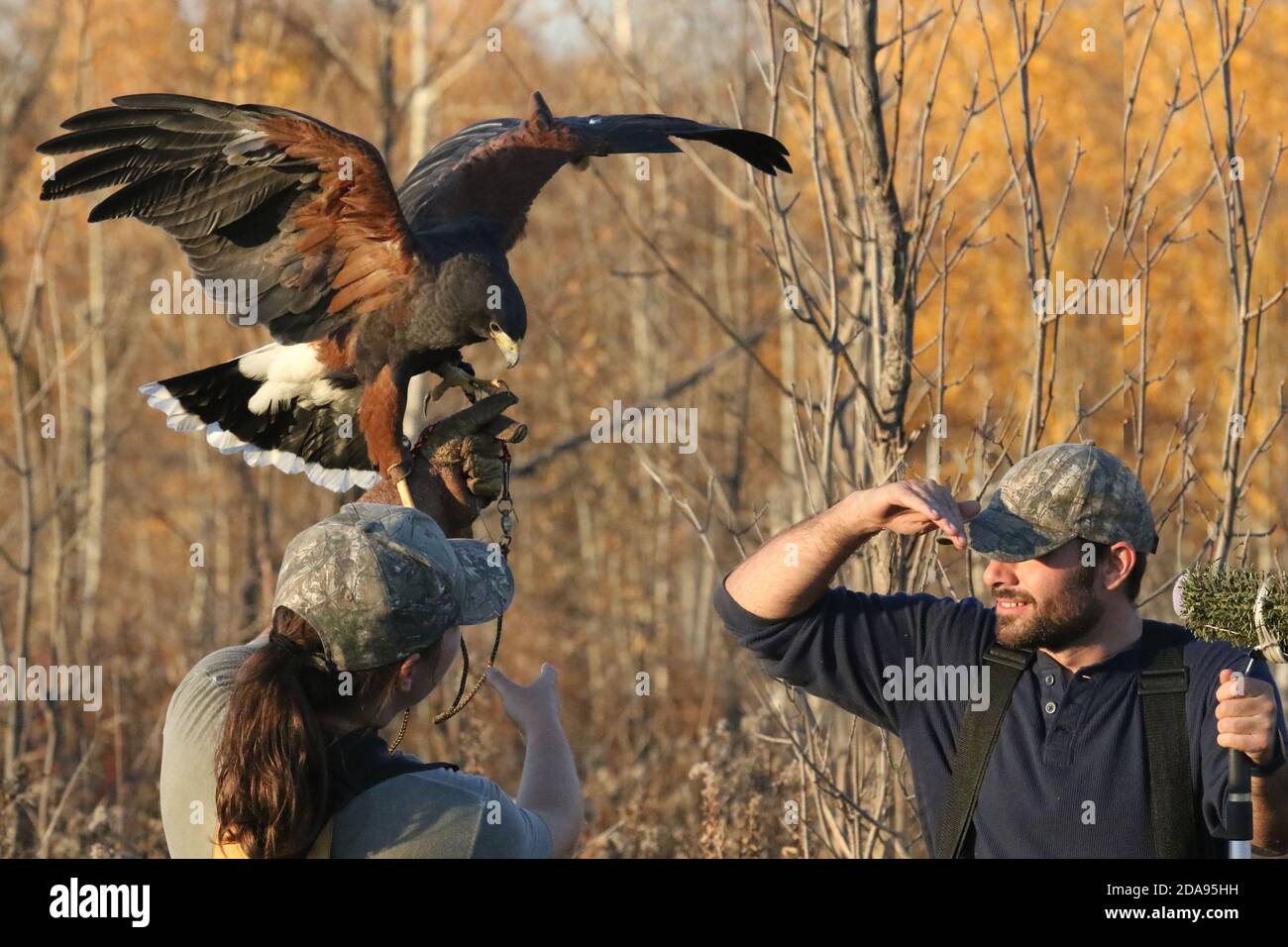 Harris Hawk used in Falconry Rabbit hunt Stock Photo - Alamy