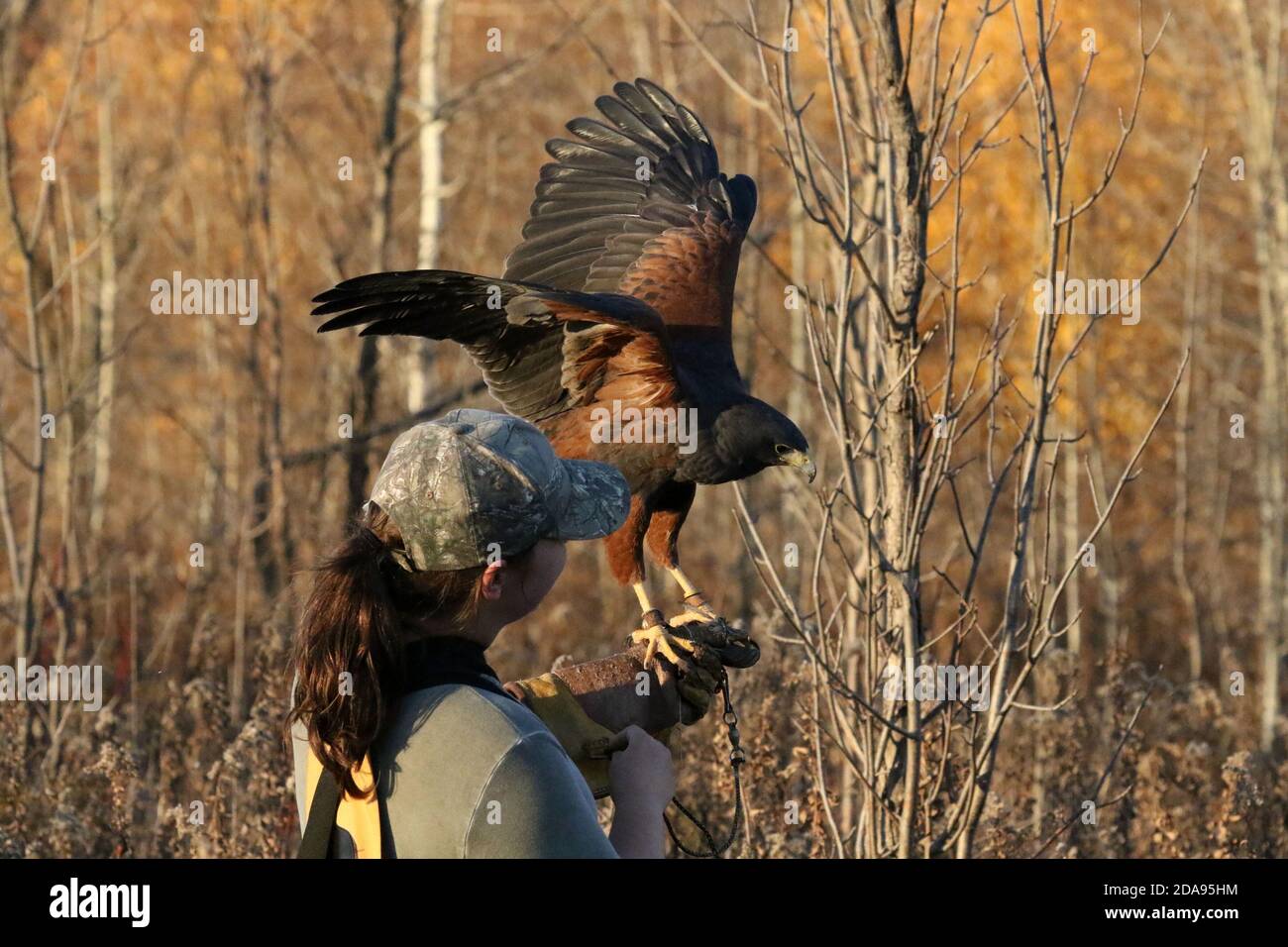 Harris Hawk used in Falconry Rabbit hunt Stock Photo - Alamy