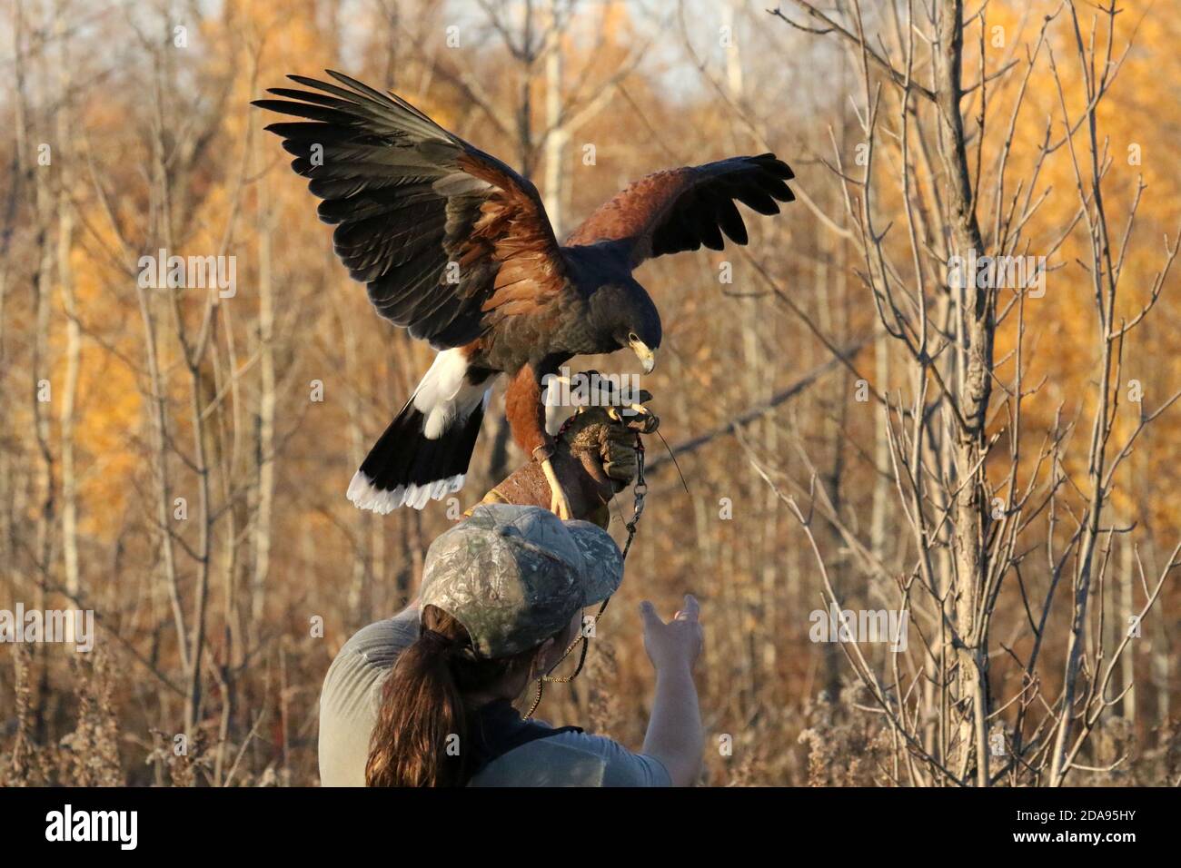Harris Hawk used in Falconry Rabbit hunt Stock Photo - Alamy
