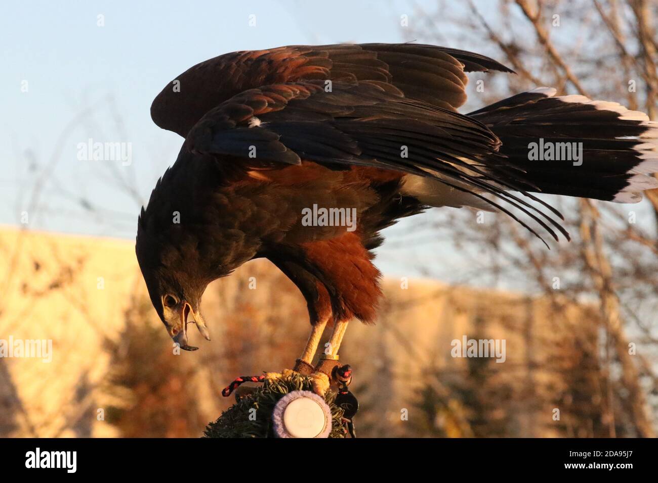Harris Hawk used in Falconry Rabbit hunt Stock Photo - Alamy
