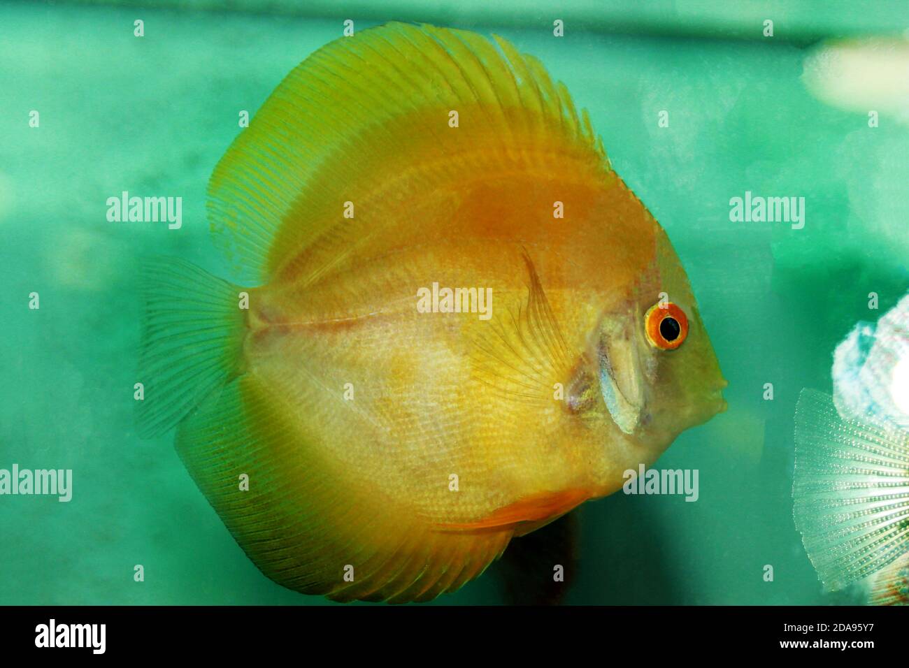 Marlboro gold hi-res stock photography and images - Alamy