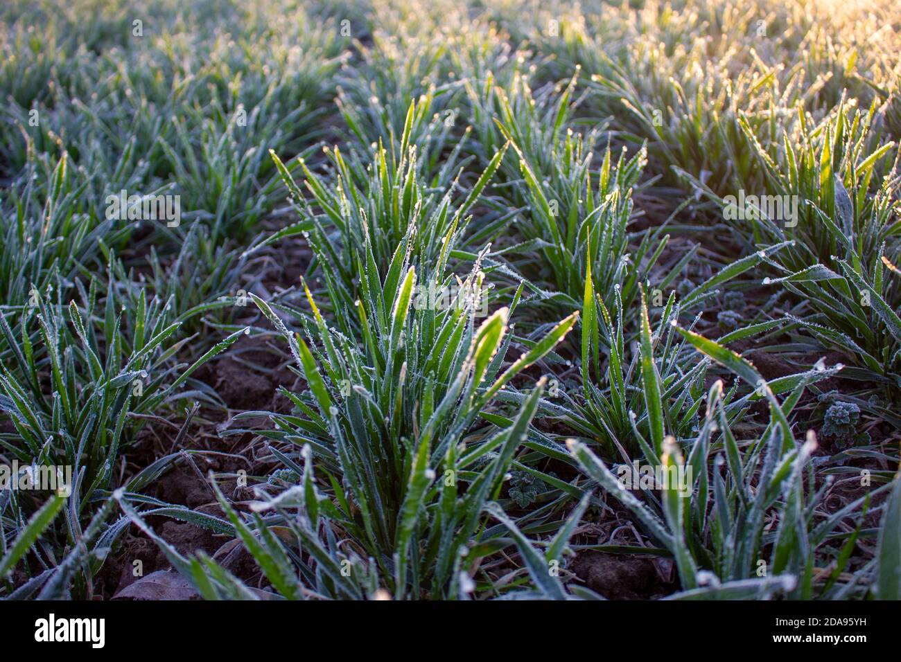 Winter crops, wheat damaged by early spring frosts Stock Photo - Alamy