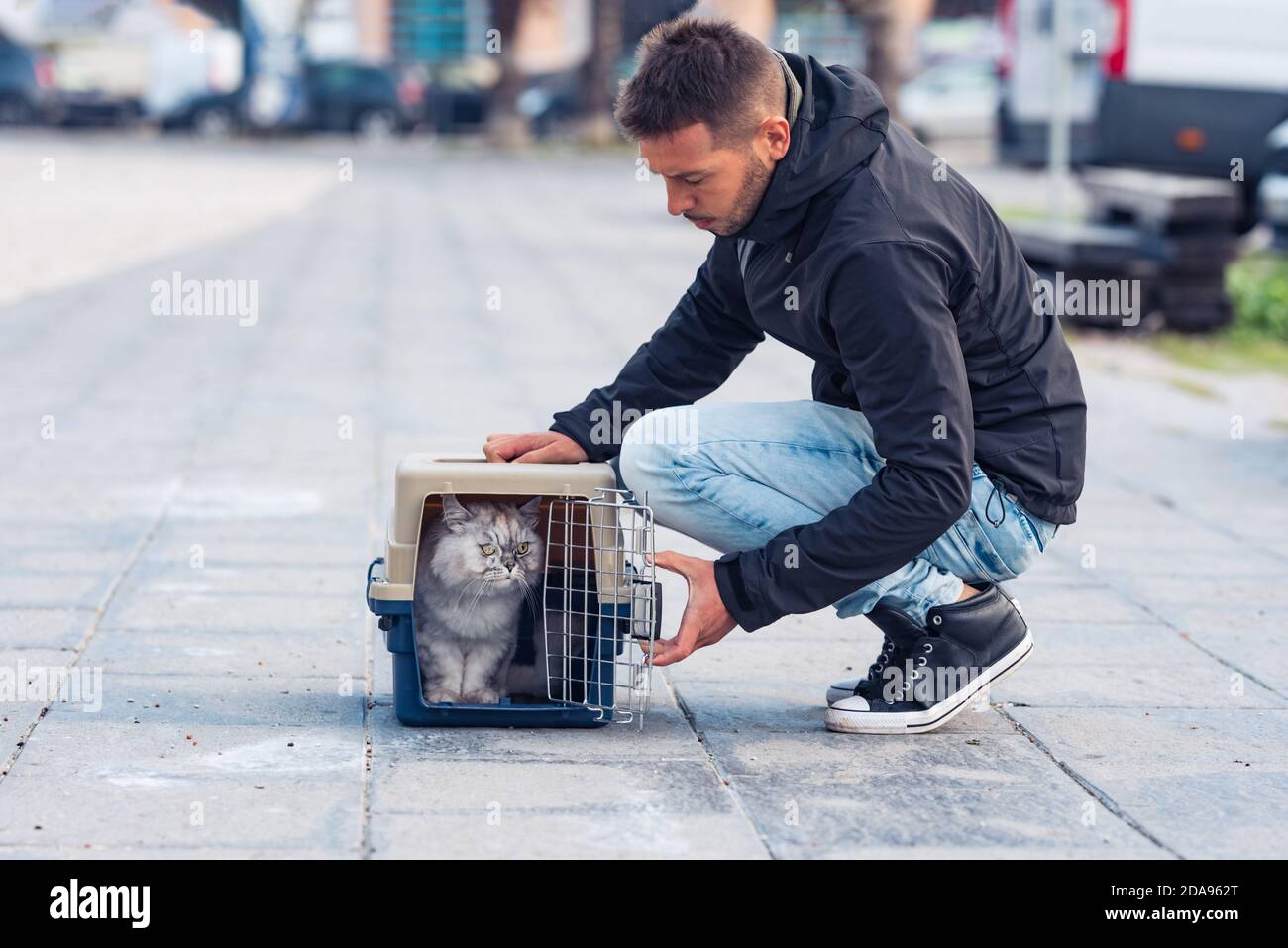 Man walking outside with beautiful grey domestic cat. Cat loves to walk ...