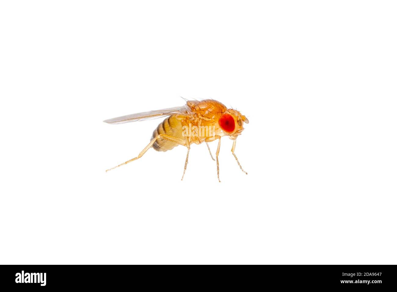 Drosophila Fruit Fly Diptera Parasite Insect Isolated on White ...