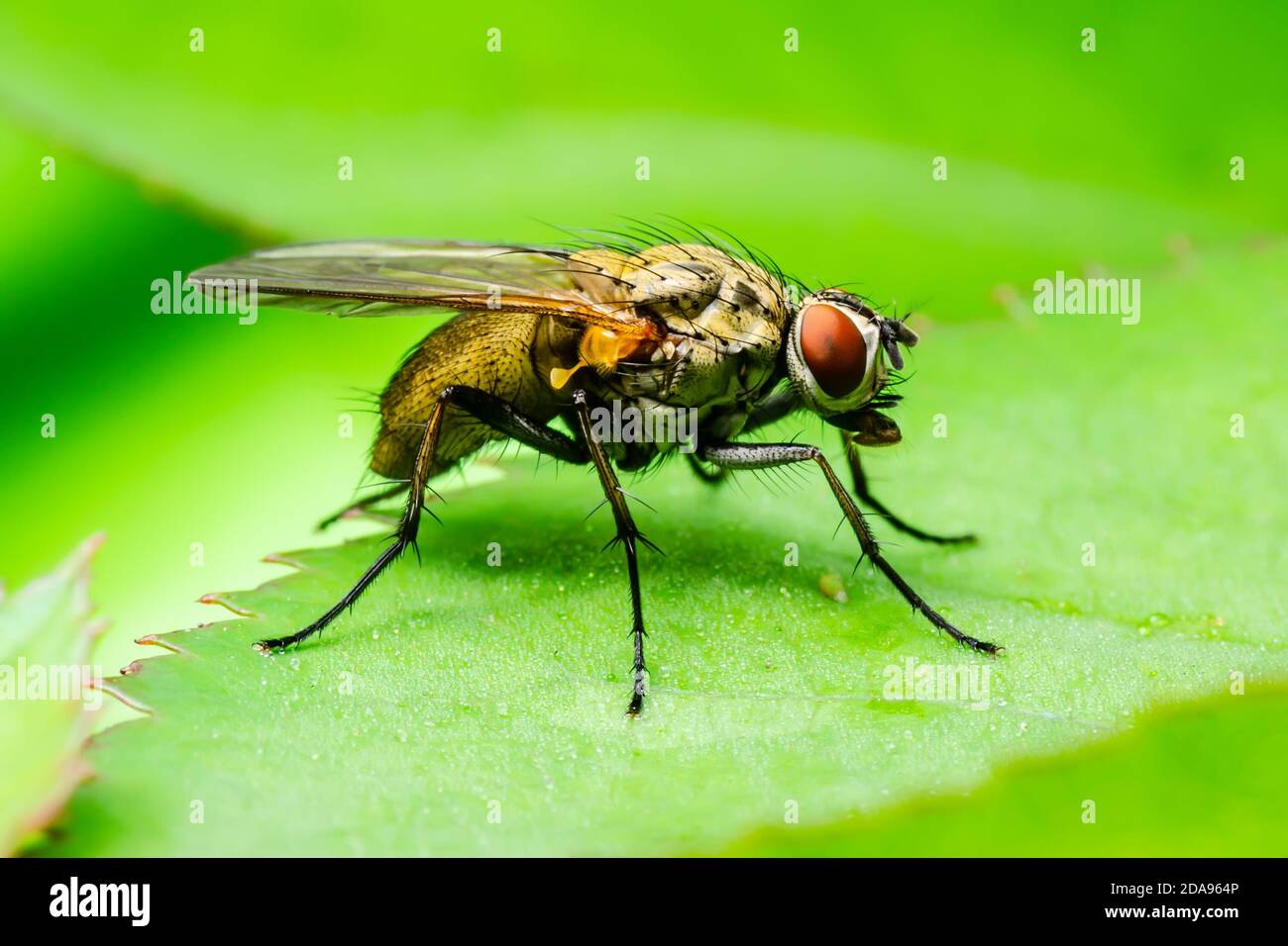 Exotic Drosophila Fly Diptera Parasite Insect on Green Leaf Macro Stock ...
