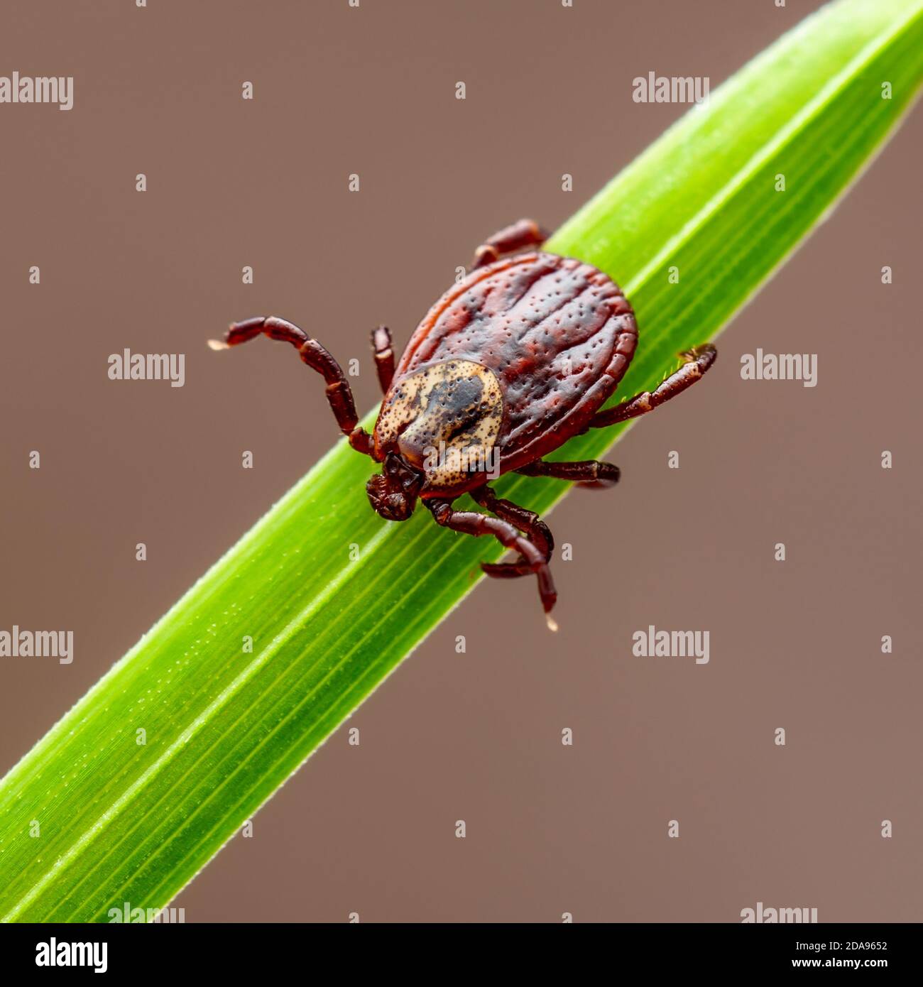 Encephalitis Virus or Lyme Borreliosis Disease Infectious Dermacentor ...