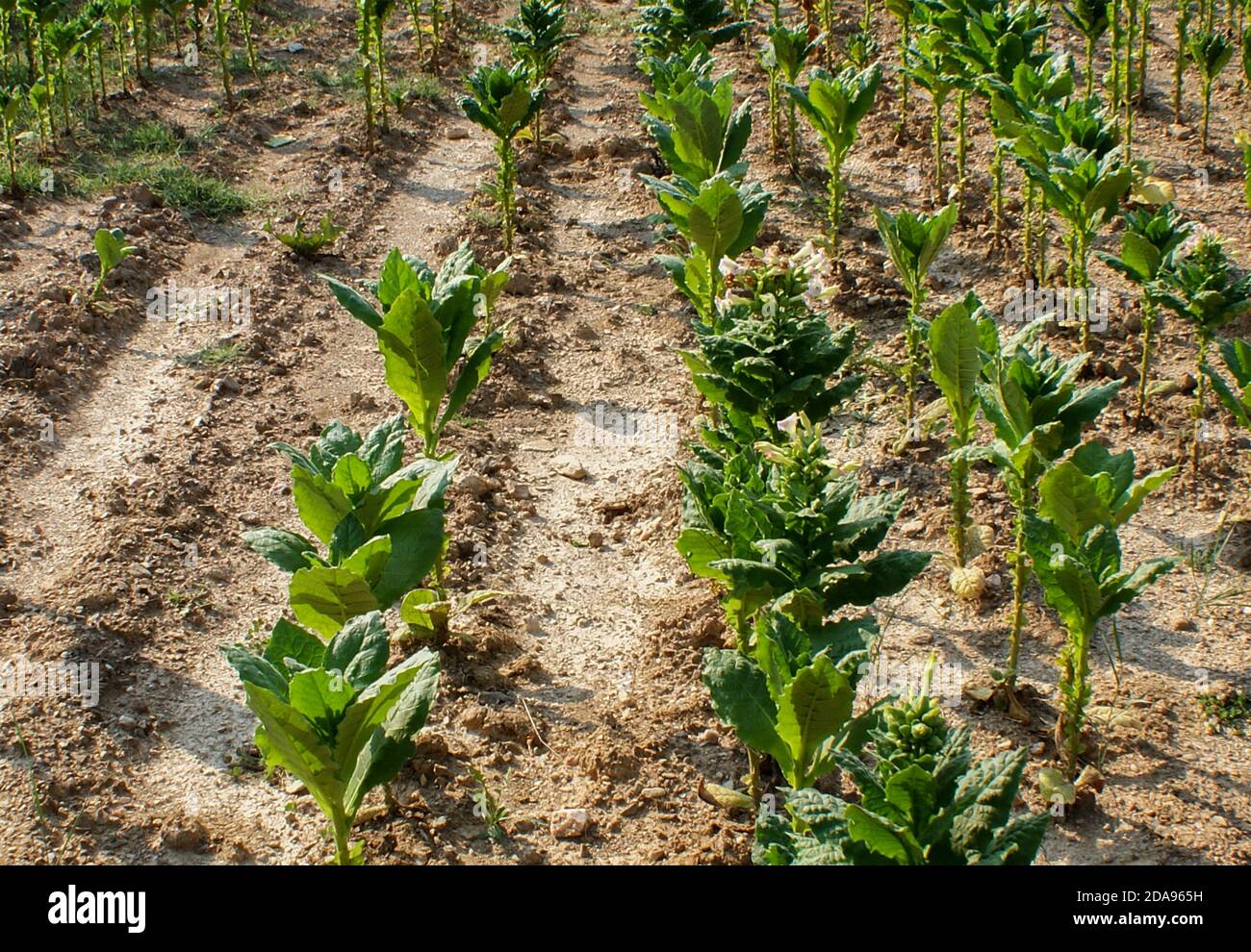 Healthy tobacco plants on a farm field. Blossoming tobacco plants in ...