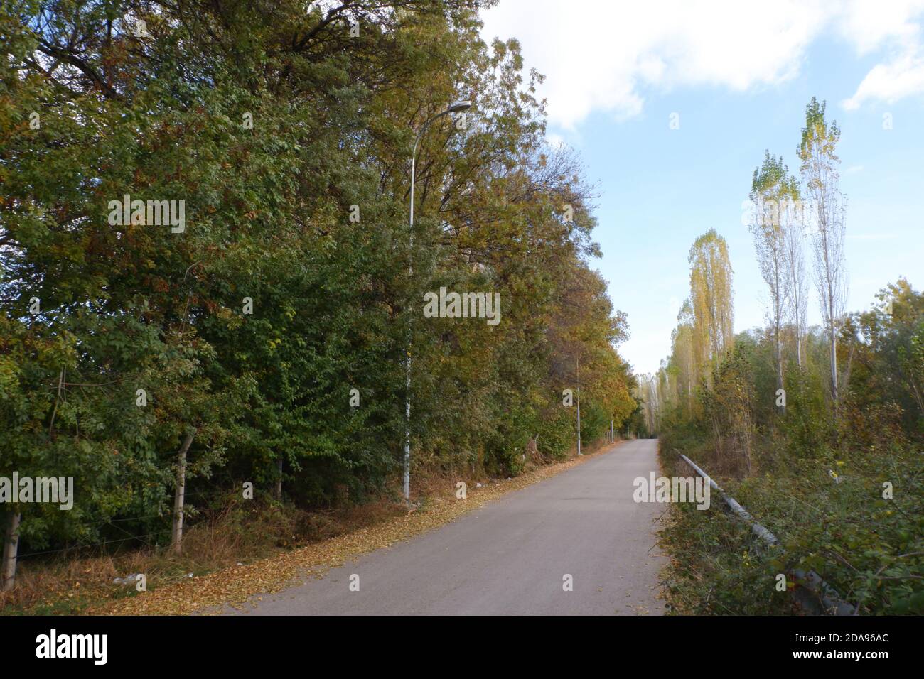 Branches within leaf hi-res stock photography and images - Alamy