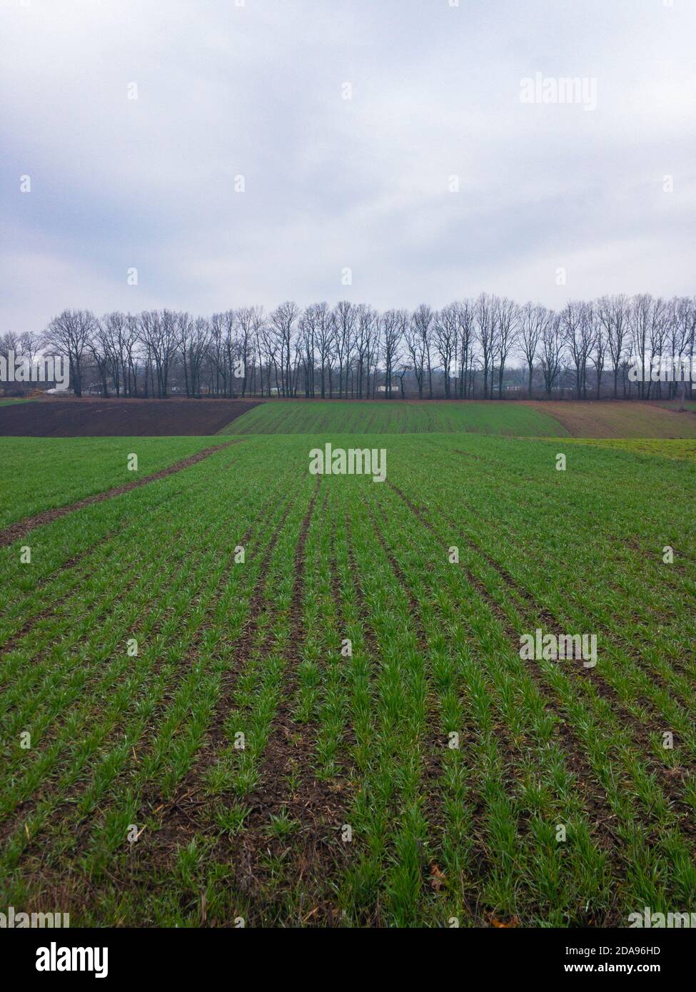 Small plantations with crops Stock Photo - Alamy