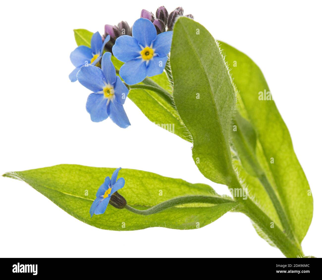 Myosotis lat Cut Out Stock Images & Pictures - Alamy