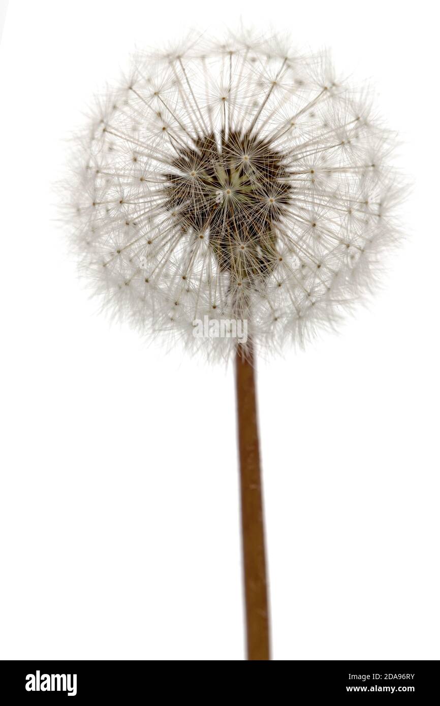 Old dandelion isolated on white background Stock Photo - Alamy