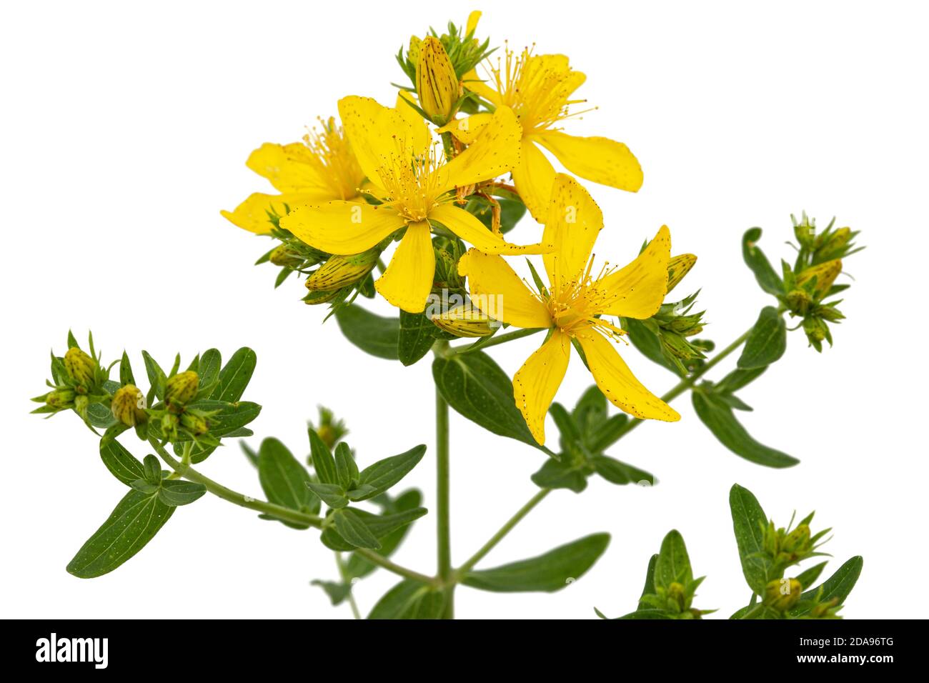 Inflorescence of yellow flowers of Hypericum, isolated on white ...