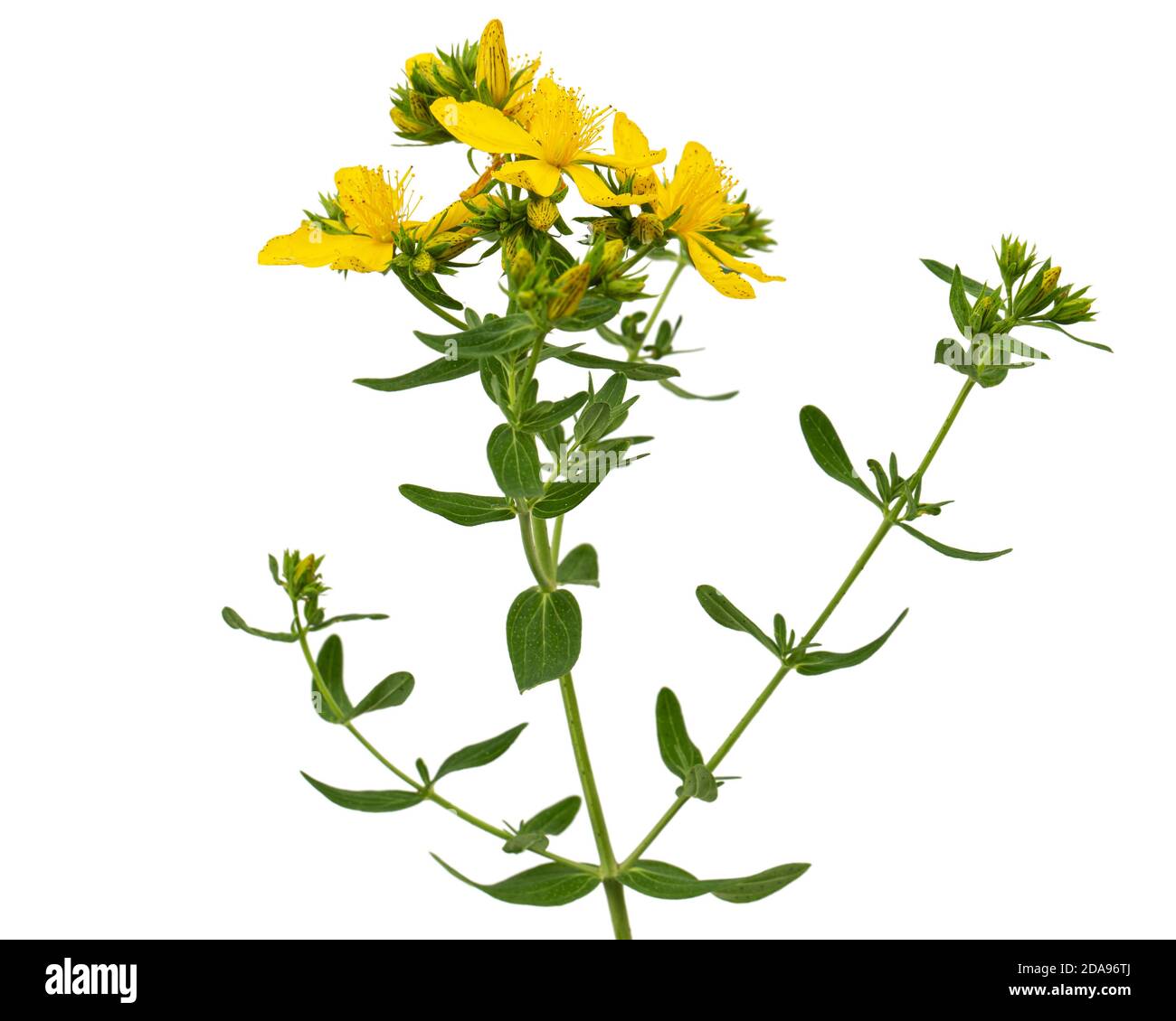 Inflorescence of yellow flowers of Hypericum, isolated on white ...