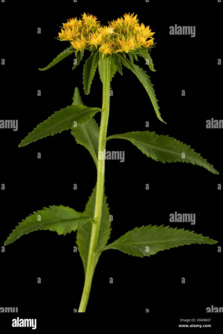 Yellow flowers of rhodiola rosea, isolated on black background Stock ...