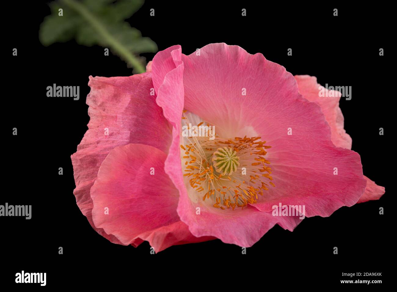 Flower of rose poppy, lat. Papaver, isolated on black background Stock ...
