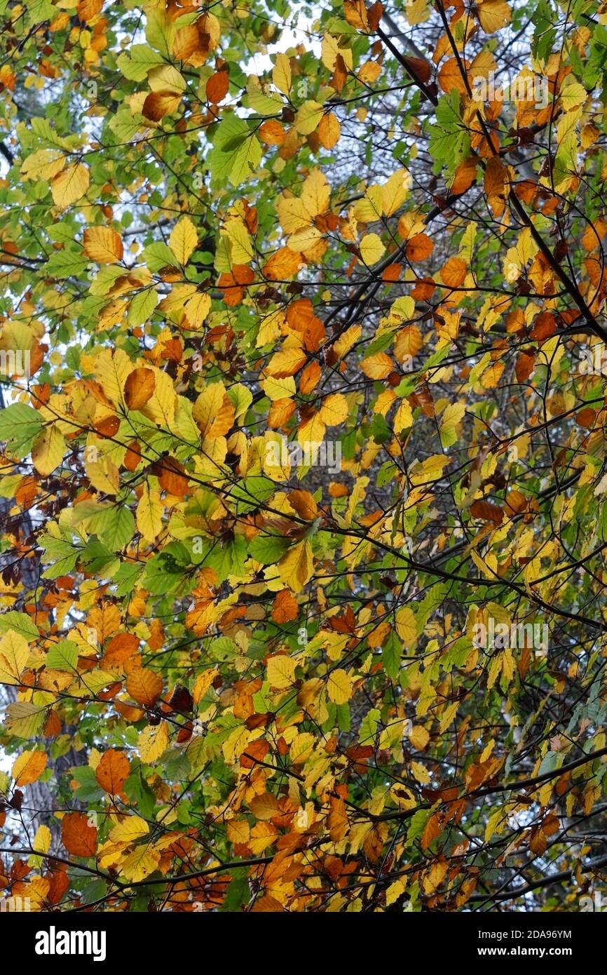 Turning orange hi-res stock photography and images - Alamy