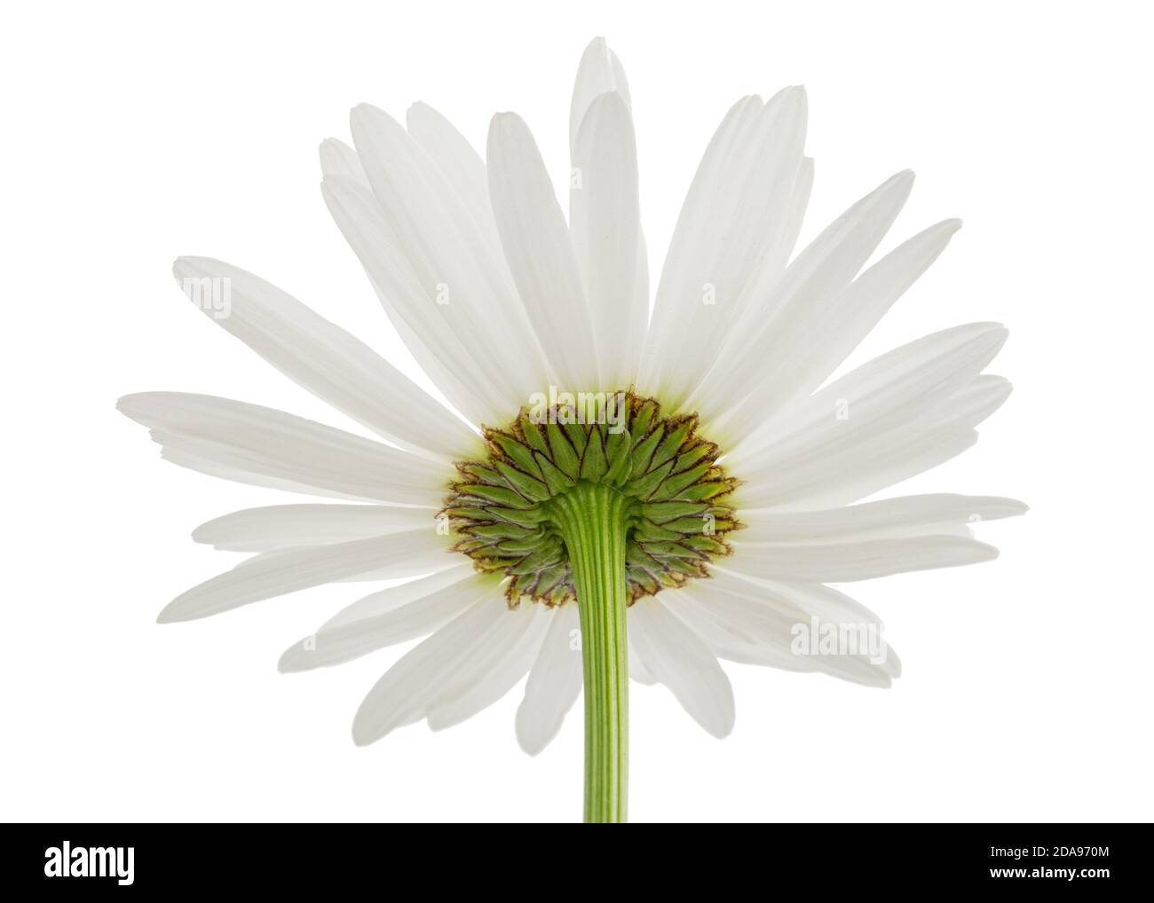 White flower of chamomile, lat. Matricaria, isolated on white ...