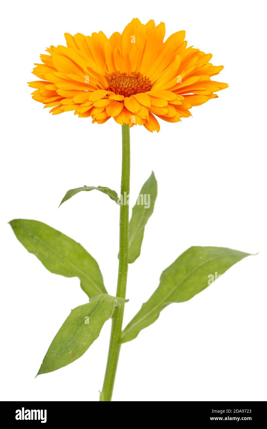 Orange flower of calendula, isolated on white background Stock Photo ...